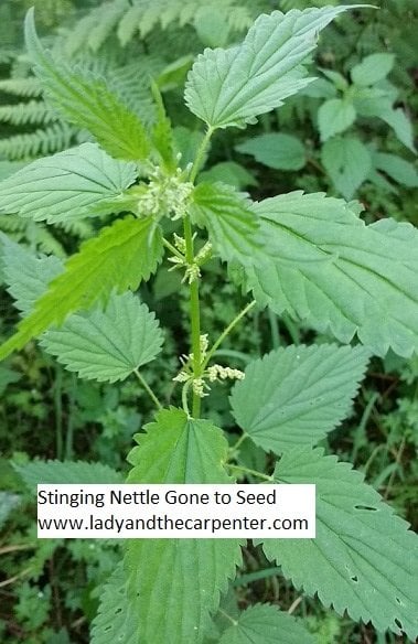 Making Stinging Nettle Tea: How Stinging Nettles Saved my Sanity