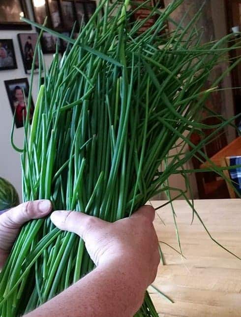 Fermented Chives and Other Fabulous ways to use Chives